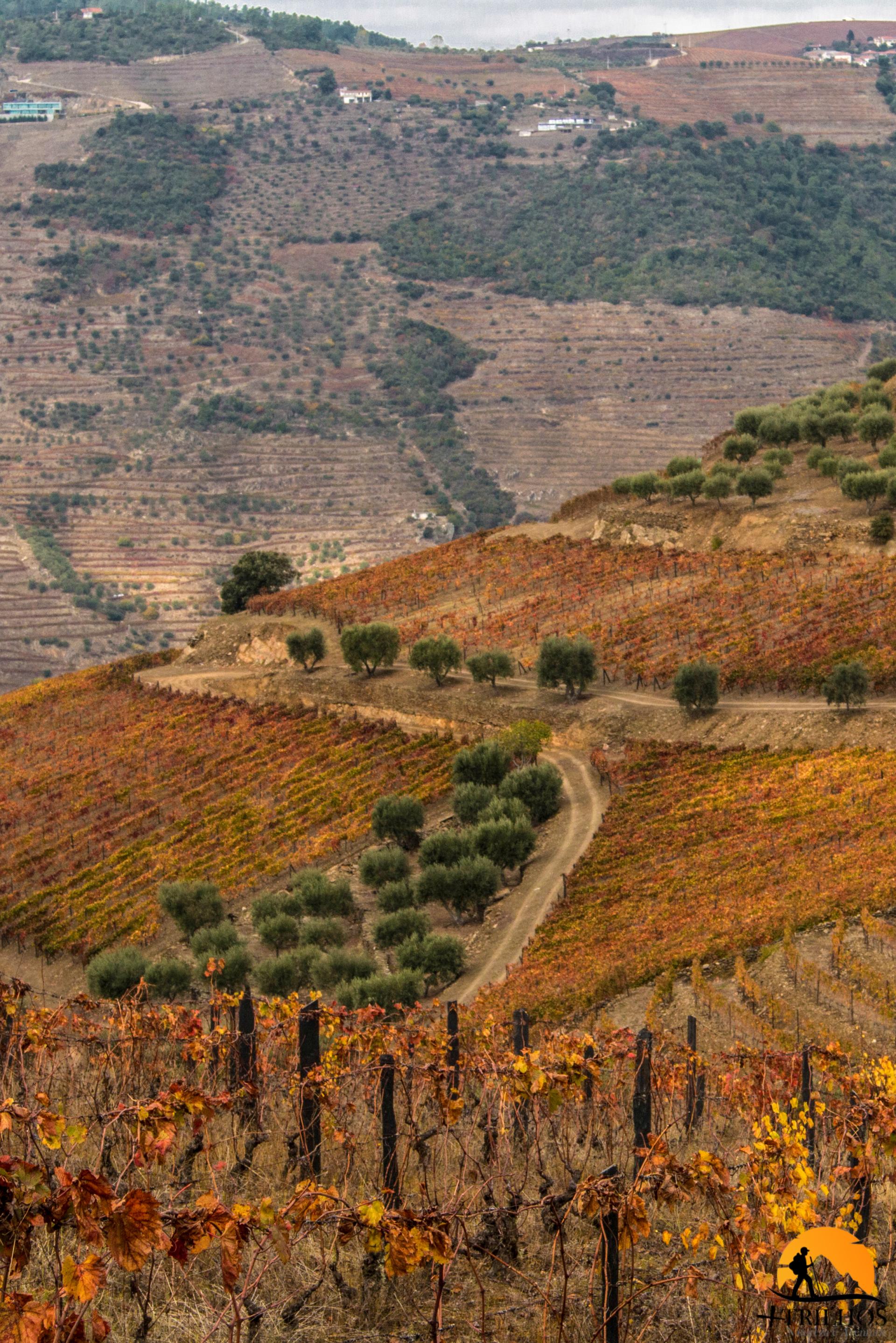 Corgo Vineyards – The fall Colors - Mais Trilhos